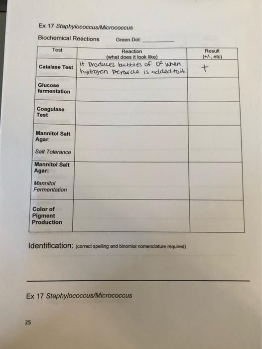 Ex 17 Staphylococcus/Micrococcus Biochemical | Chegg.com