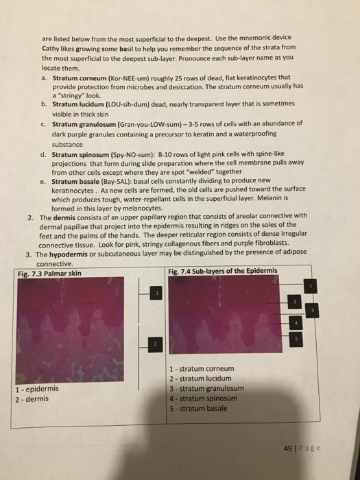 Solved LAB 7 INTEGUMENTARY SYSTEM Introduction The | Chegg.com