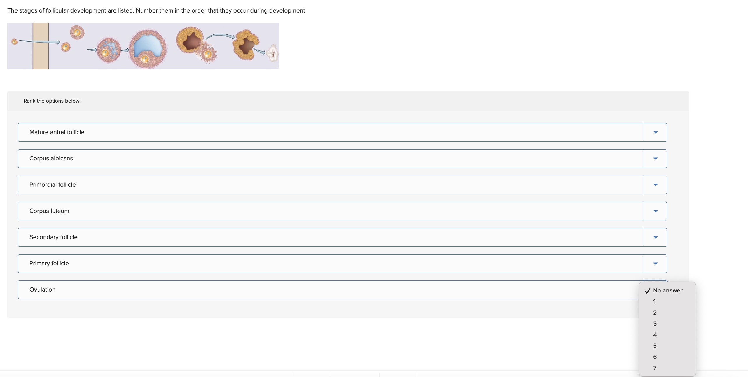 Solved The stages of follicular development are listed. | Chegg.com