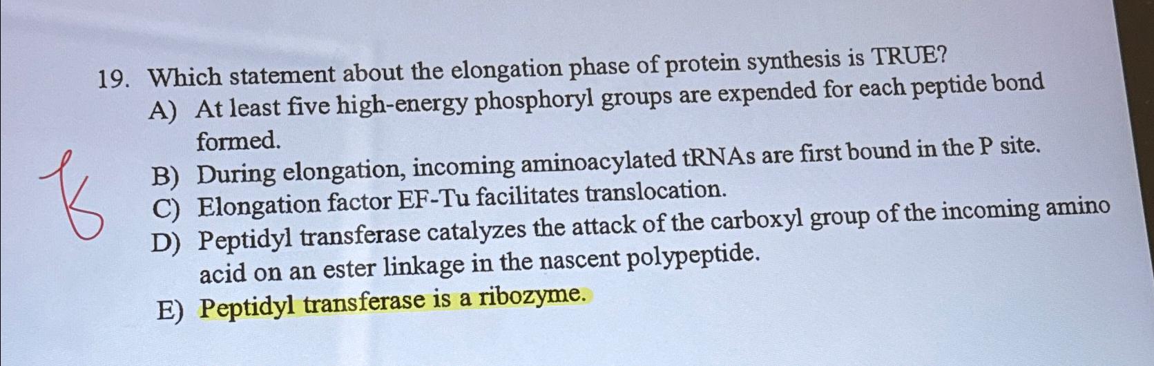Solved Which statement about the elongation phase of protein | Chegg.com
