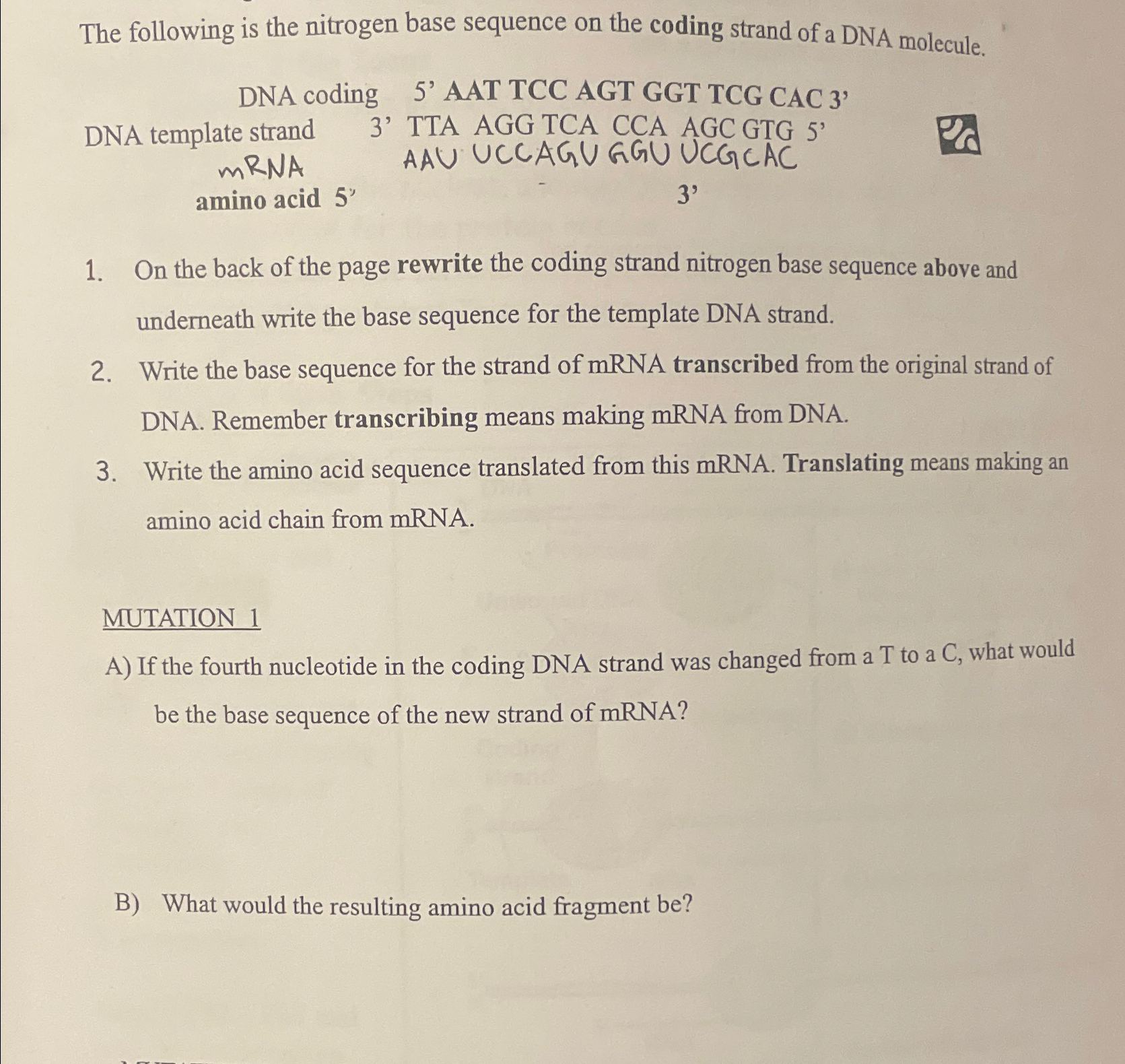 Solved The following is the nitrogen base sequence on the | Chegg.com