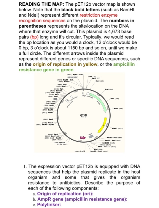 Solved READING THE MAP: The PET12b vector map is shown | Chegg.com