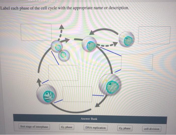 Solved Label each phase of the cell cycle with the | Chegg.com