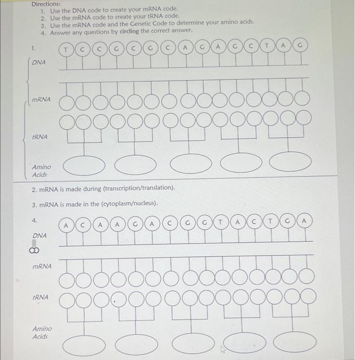 Solved Directions: 1. Use the DNA code to create your mRNA | Chegg.com