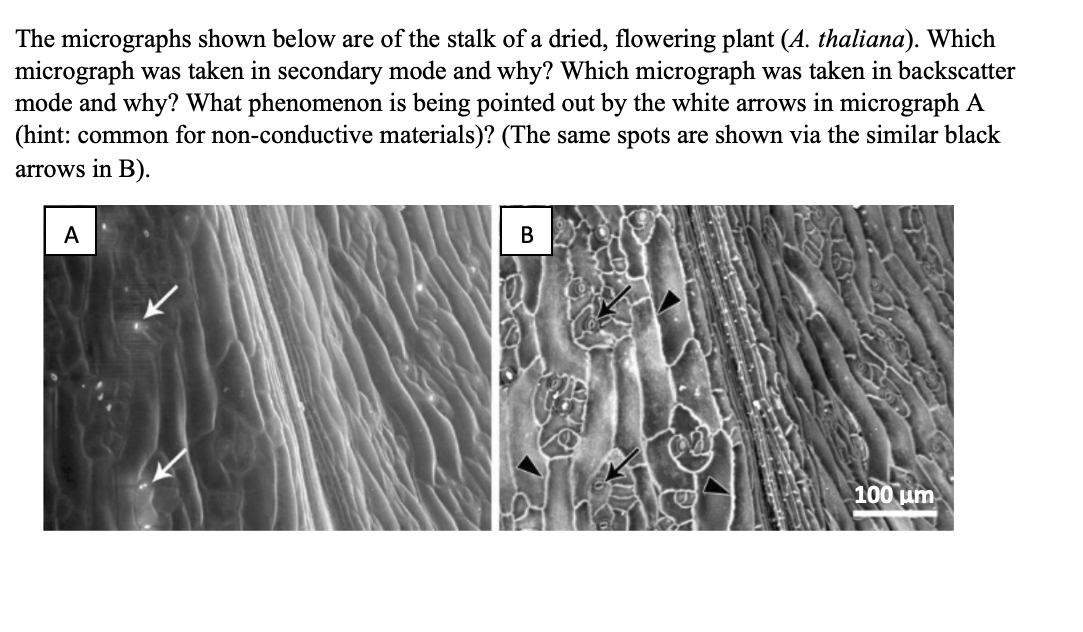 Solved The micrographs shown below are of the stalk of a | Chegg.com