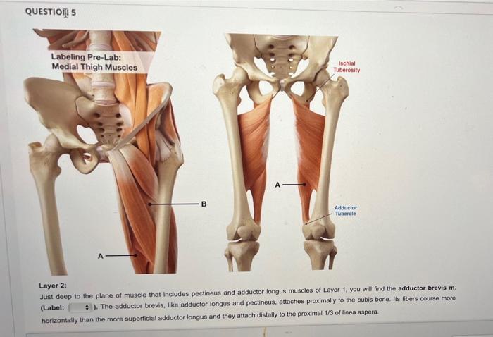 Solved QUESTION 4 Labeling Pre-Lab: Medial Thigh Muscles | Chegg.com