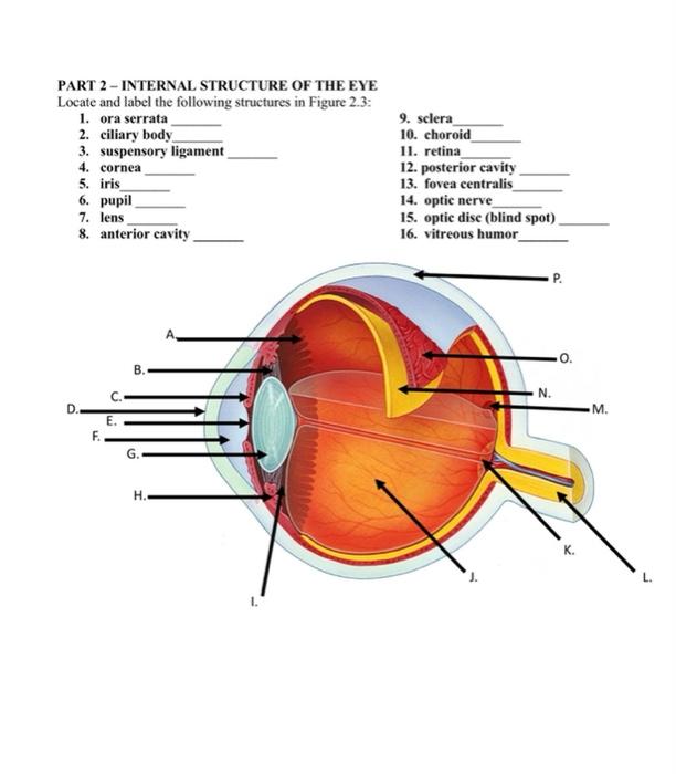 Solved BIO267 Assessment 12: Lab 23 LAB 23 THE EYE Part 1 - | Chegg.com
