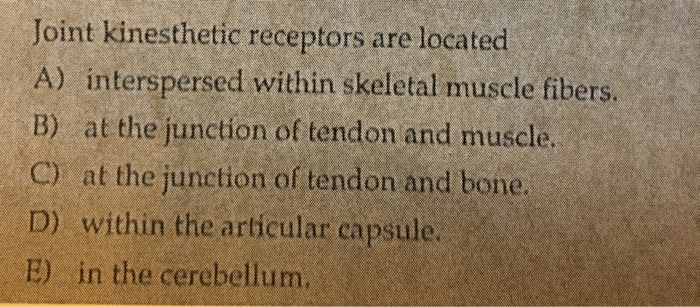 Solved Joint kinesthetic receptors are located "A) | Chegg.com