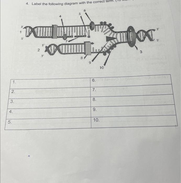 Label This Diagram With The Correct Functions Of Th The Thor