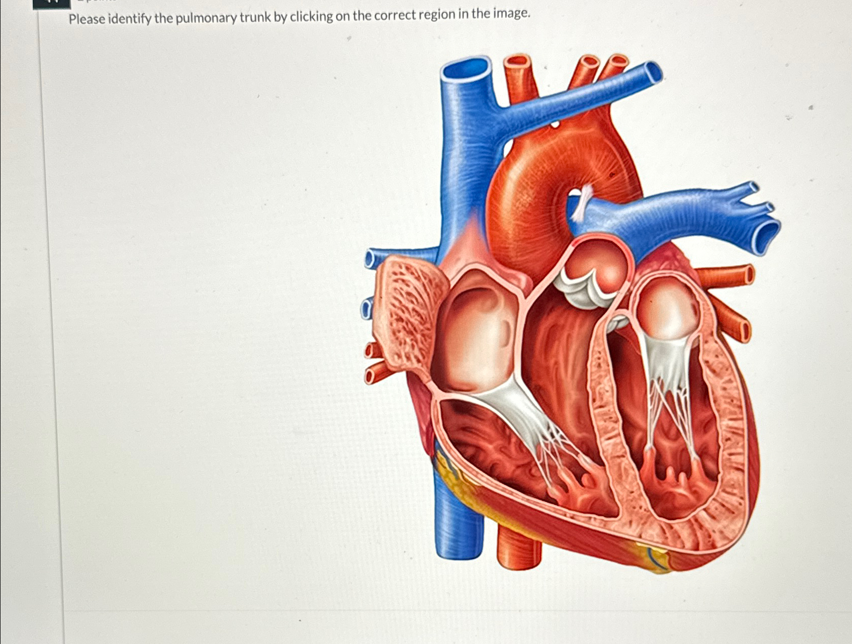 Solved Please identify the pulmonary trunk by clicking on | Chegg.com