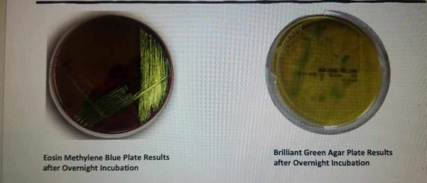 Solved Gram Stain Results Visualized Using the 100x | Chegg.com
