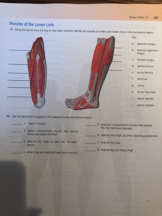 Solved Review Sheet 13 227 Muscles of the Lower Limb 9. | Chegg.com