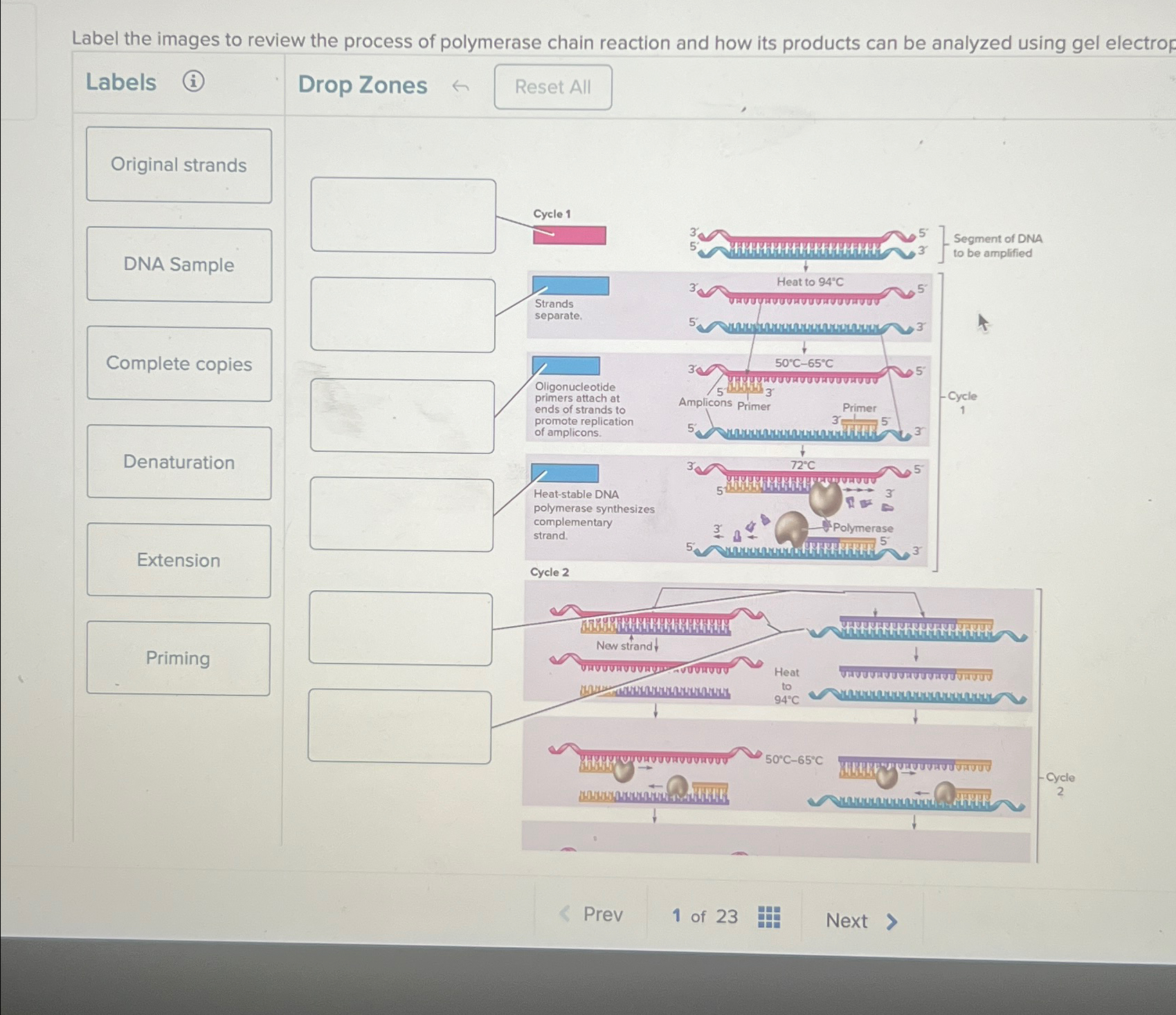 Solved Label the images to review the process of polymerase | Chegg.com