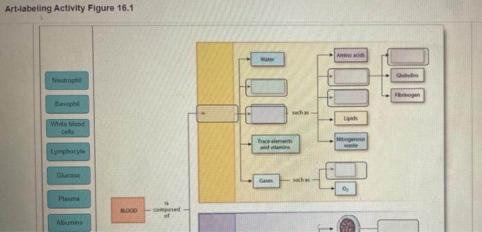 Solved Art-labeling Activity Figure 16.1 Amino adds Water | Chegg.com