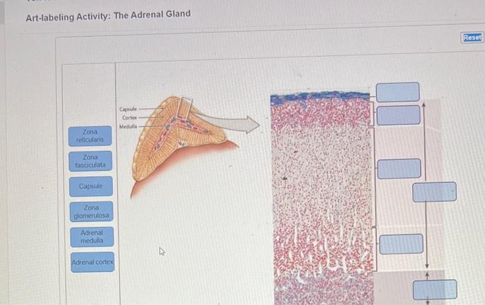 Solved Art-labeling Activity: The Adrenal Gland | Chegg.com