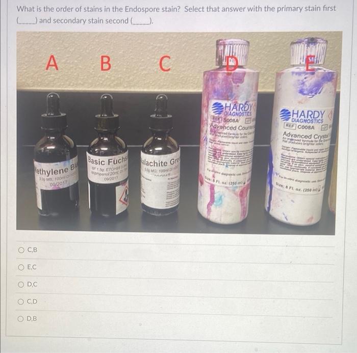 Solved What is the order of stains in the Endospore stain? | Chegg.com