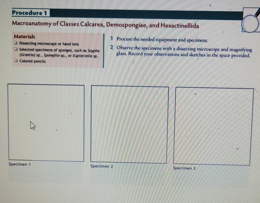 Procedure 1 Macroanatomy of Classes Calcarea, | Chegg.com