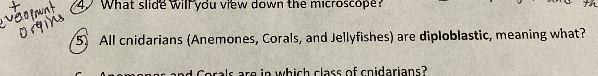 Solved All cnidarians (Anemones, ﻿Corals, and Jellyfishes) | Chegg.com