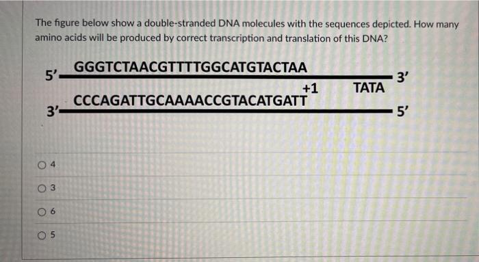 Solved The figure below show a double-stranded DNA molecules | Chegg.com