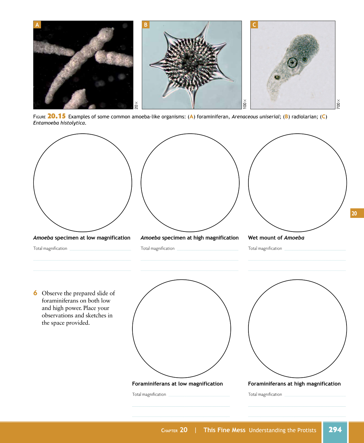 Solved 8×Figure 20.15 ﻿Examples of some common amoeba-like | Chegg.com