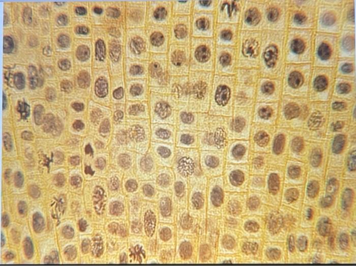 Solved identify the phases of the cell cycle for 25 randomly | Chegg.com