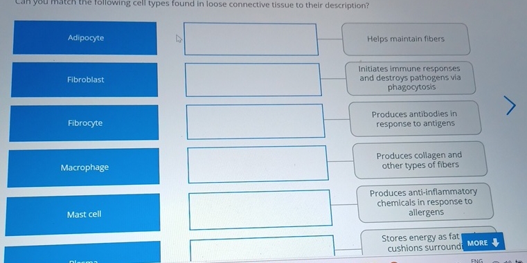 Solved h the following cell types found in loose connective | Chegg.com