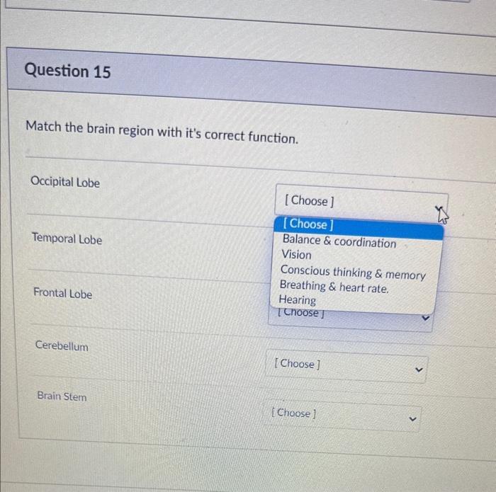 Solved Match the brain region with it's correct function. | Chegg.com