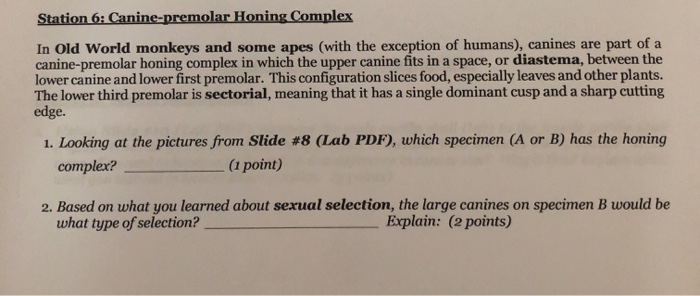 Solved Station 6: Canine-premolar Honing Complex In Old | Chegg.com