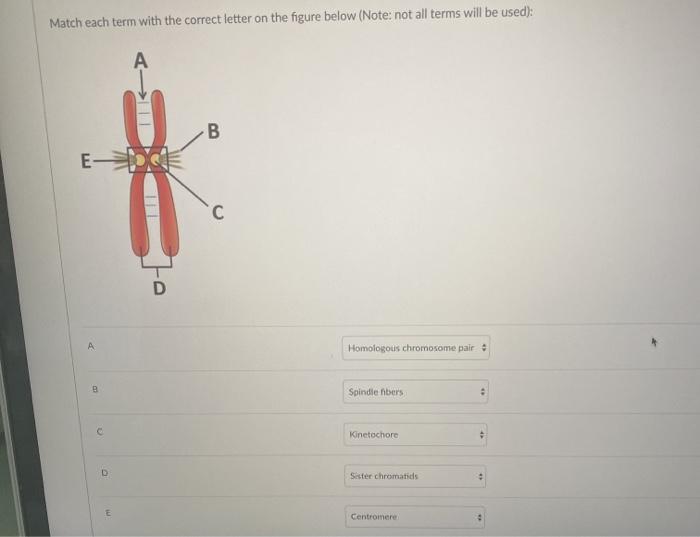Solved Match each term with the correct letter on the figure | Chegg.com