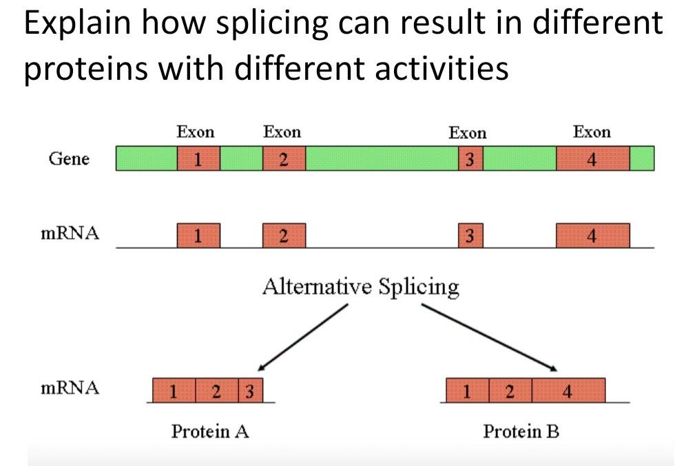 Solved Explain how splicing can result in different proteins | Chegg.com