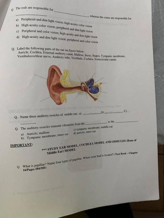 Solved a) Peripheral and dim light vision, high-acuity color | Chegg.com