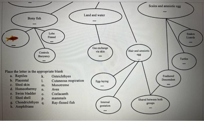 Solved Vertebrates Cartilaginous fish Bony fish goldfish | Chegg.com