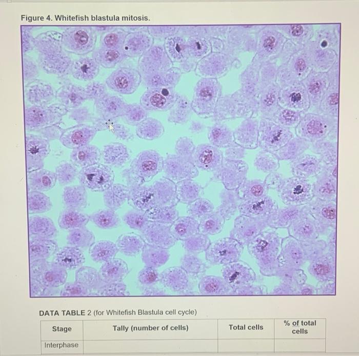 Figure 4. Whitefish blastula mitosis. DATA TABLE 2 | Chegg.com