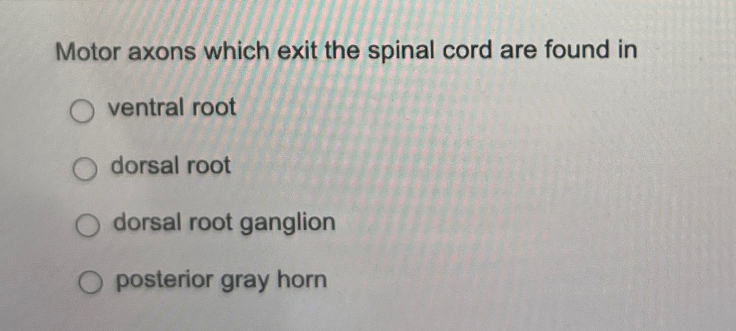 Solved Motor axons which exit the spinal cord are found | Chegg.com