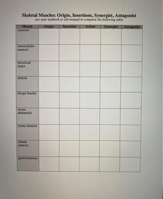 Solved Skeletal Muscles: Origin, Insertions, Synergist, | Chegg.com