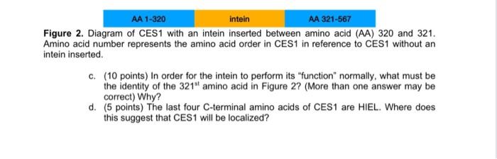 Solved Humans have two major carboxylesterase enzymes, CES1 | Chegg.com