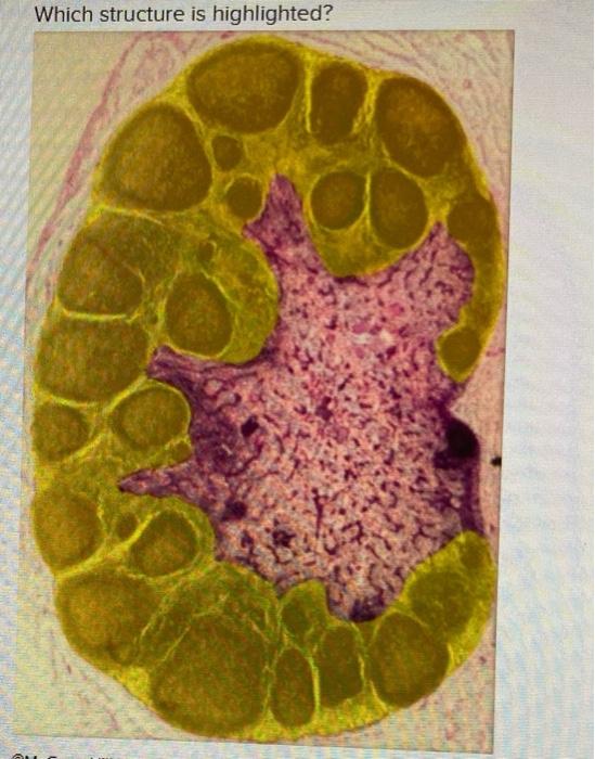 Solved Which structure is highlighted? Multiple Choice О | Chegg.com