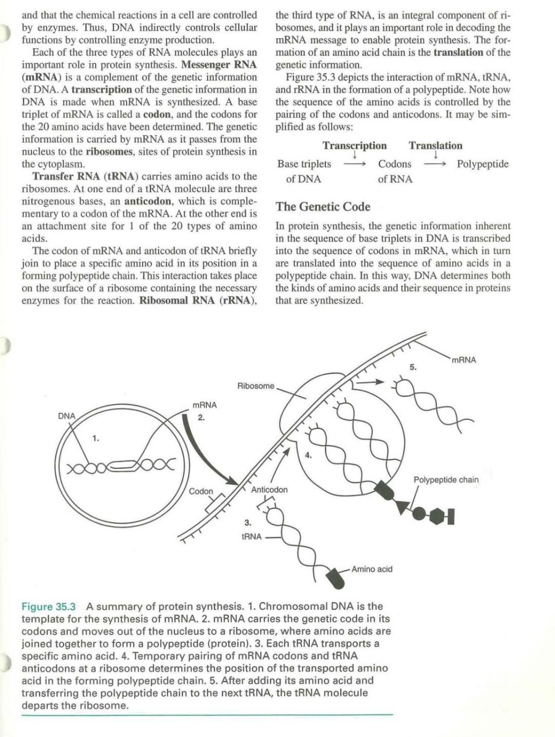 Figure 35.1 DNA structure. A. The double helix of a | Chegg.com