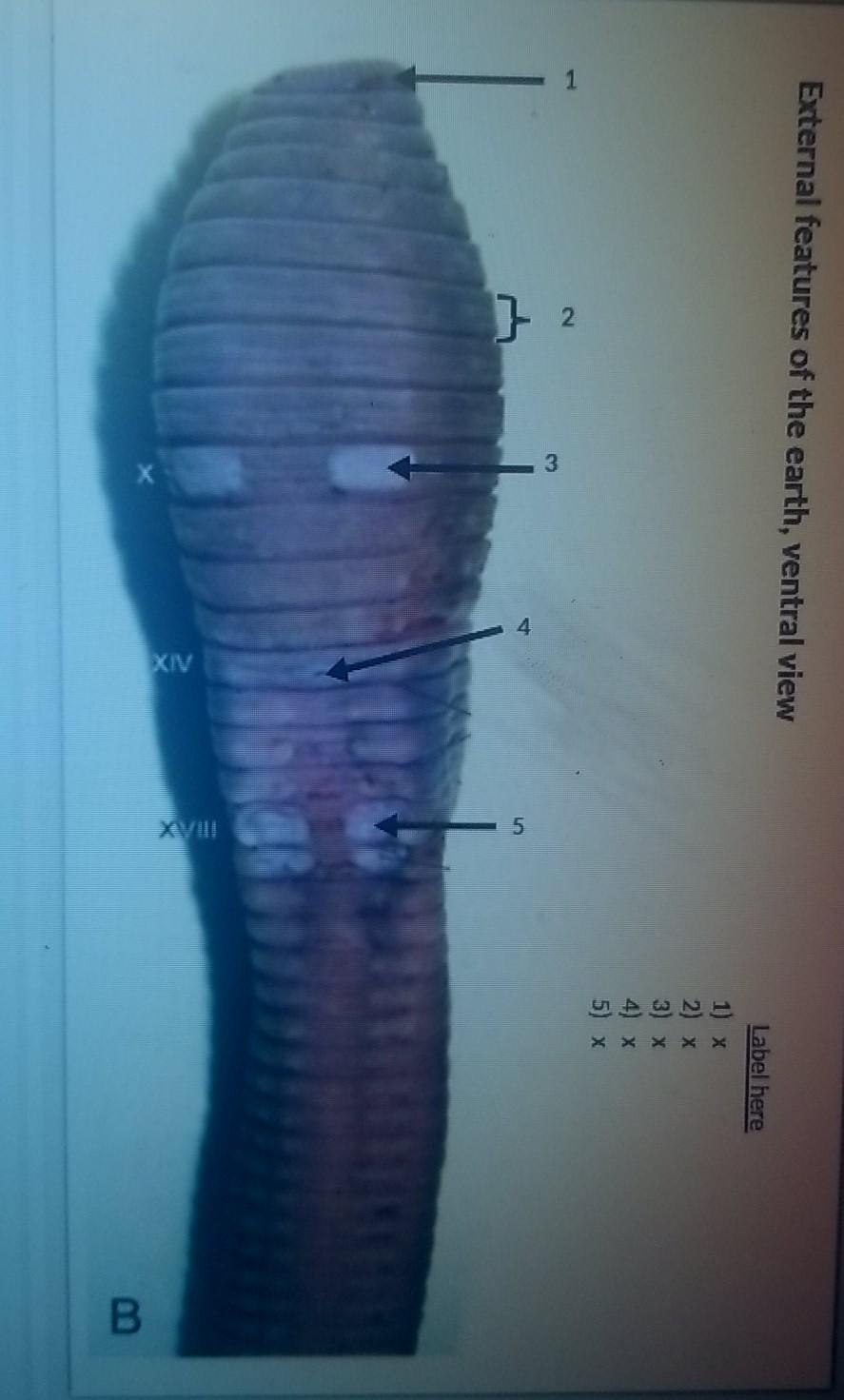 Solved Earth worm cross section 5 Label here 1) x 2) X 3) X | Chegg.com