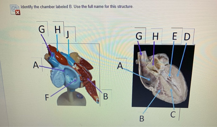 Solved Identify the chamber labeled B. Use the full name for | Chegg.com