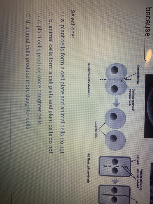 Solved Question 79 Not yet answered Normal hemoglobin DNA | Chegg.com