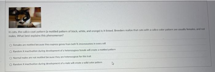 Solved In cats, the calico coat pattern la mottled pattern | Chegg.com
