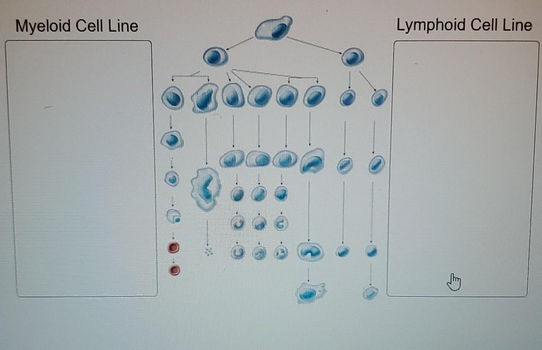 Solved Myeloid Cell Line Lymphoid Cell Line | Chegg.com