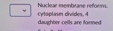 Solved q, ﻿Nuclear membrane reforms, cytoplasm divides, 4 | Chegg.com