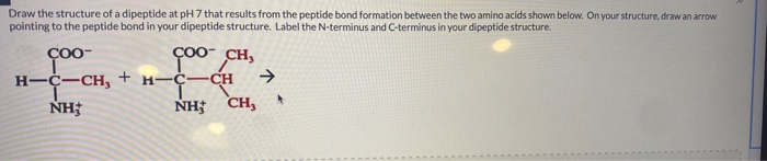 Solved Draw the structure of a dipeptide at pH 7 that | Chegg.com