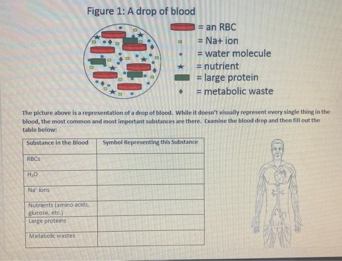 Solved Figure 1: A drop of blood - - nutrient = an | Chegg.com