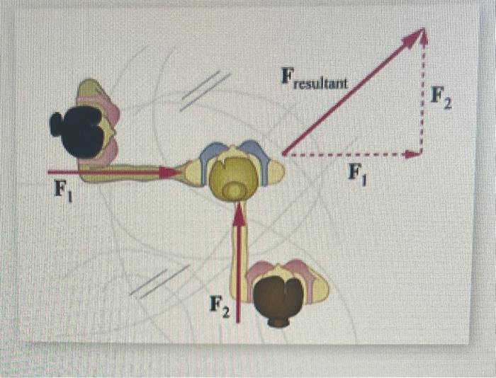 Solved Consider the 57.0kg ice skater being pushed by two | Chegg.com