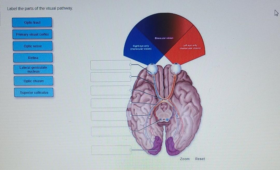 Solved Label the parts of the visual pathway. Optic tract | Chegg.com