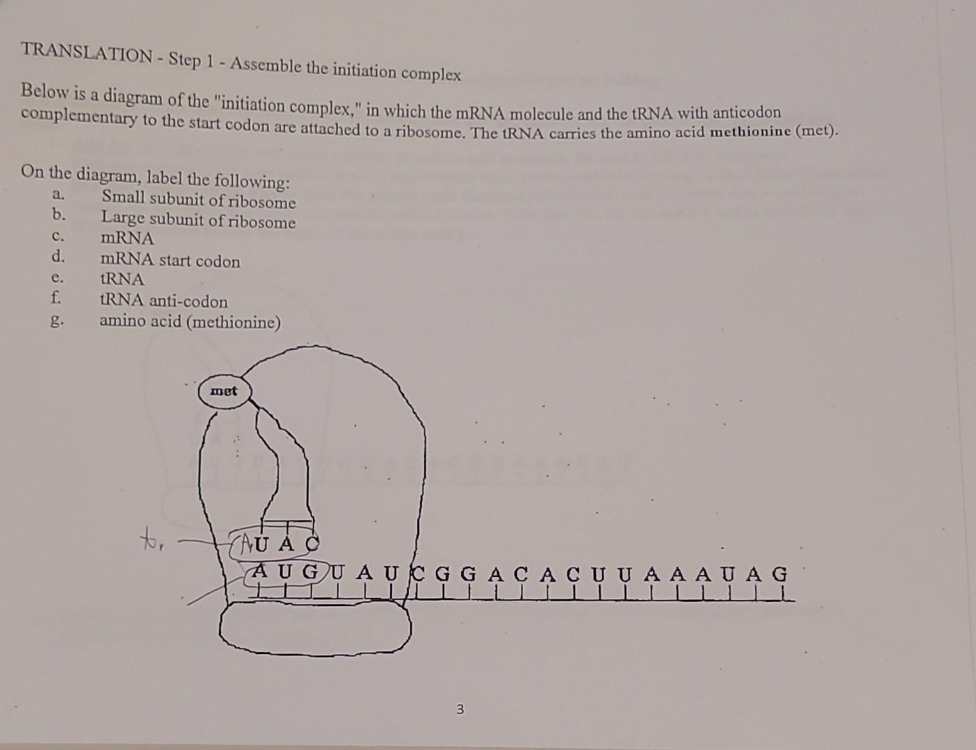 Solved TRANSLATION - Step 1 - Assemble the initiation | Chegg.com