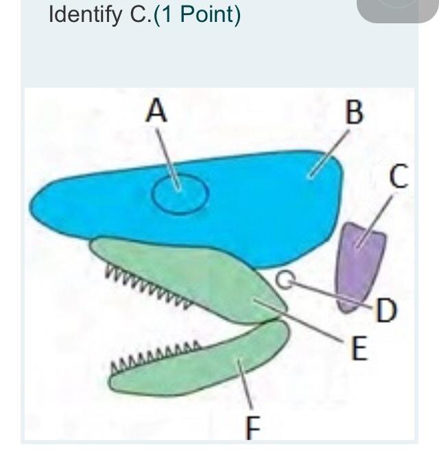Solved Identify C.(1 Point) | Chegg.com Solved Identify C.(1 Point) | Chegg.com